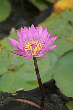 Flower Free Stock Photos & Pictures, Flower Royalty-Free and Public ...