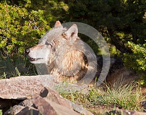 Adult Wolf Lying Under A Tree Royalty Free Stock Image - Image: 27322156