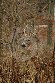 Six Point Buck Stock Photos - Image: 3284843