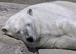 La Palabra del Día: "harto" | SpanishDictionary.com Answers